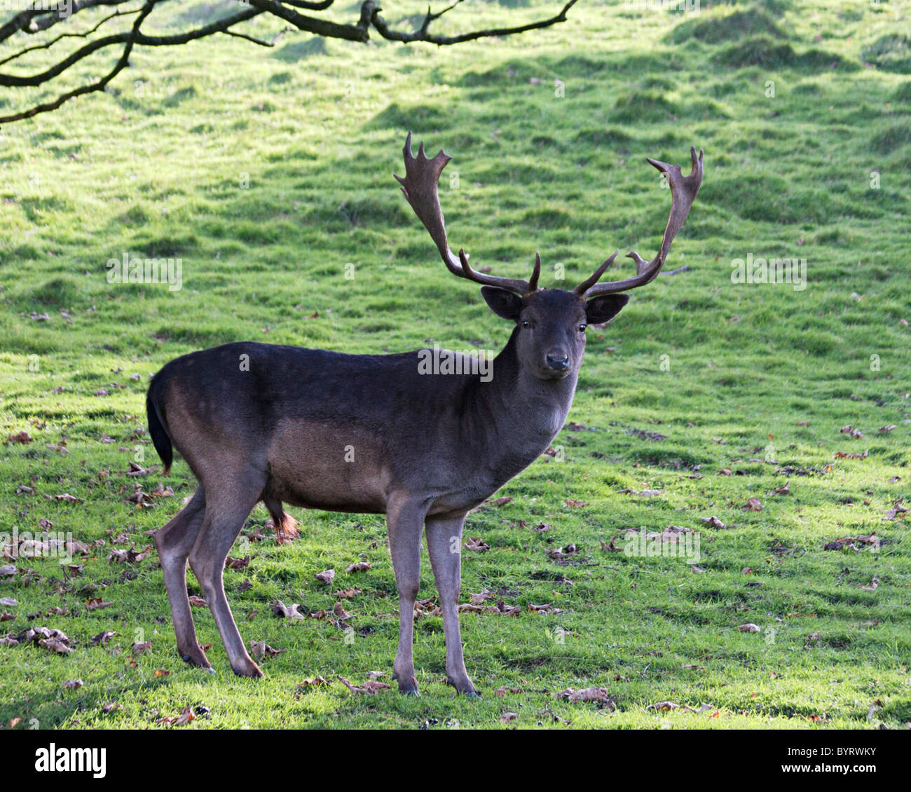 History of male dominance hi-res stock photography and images - Alamy