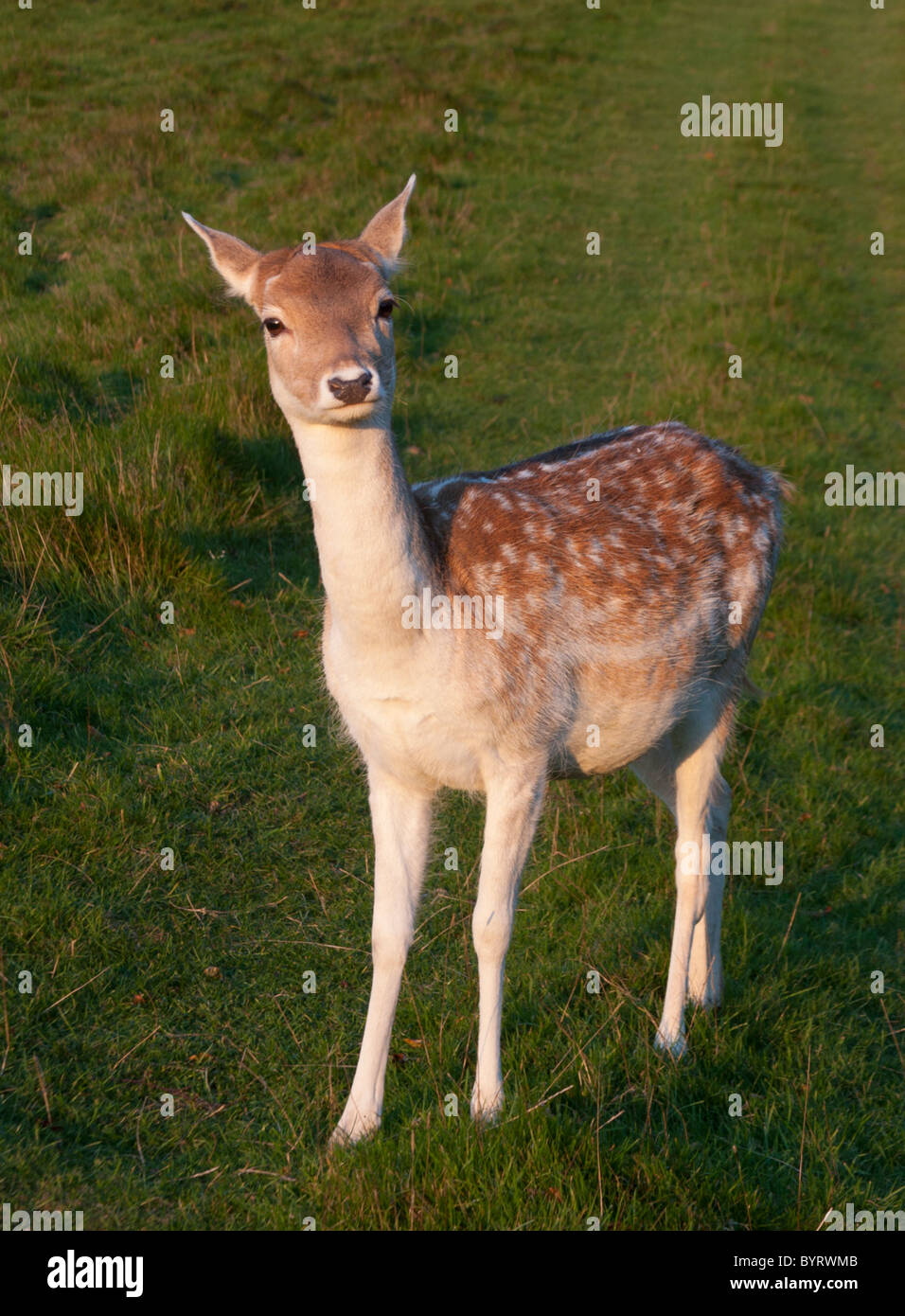 Medium fawn hi-res stock photography and images - Alamy