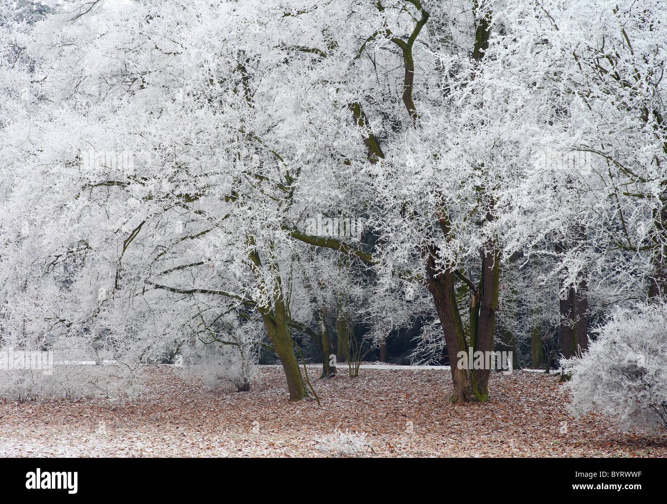 Hoar frost covered tree frosty chilly cool frozen cold Stock Photo - Alamy