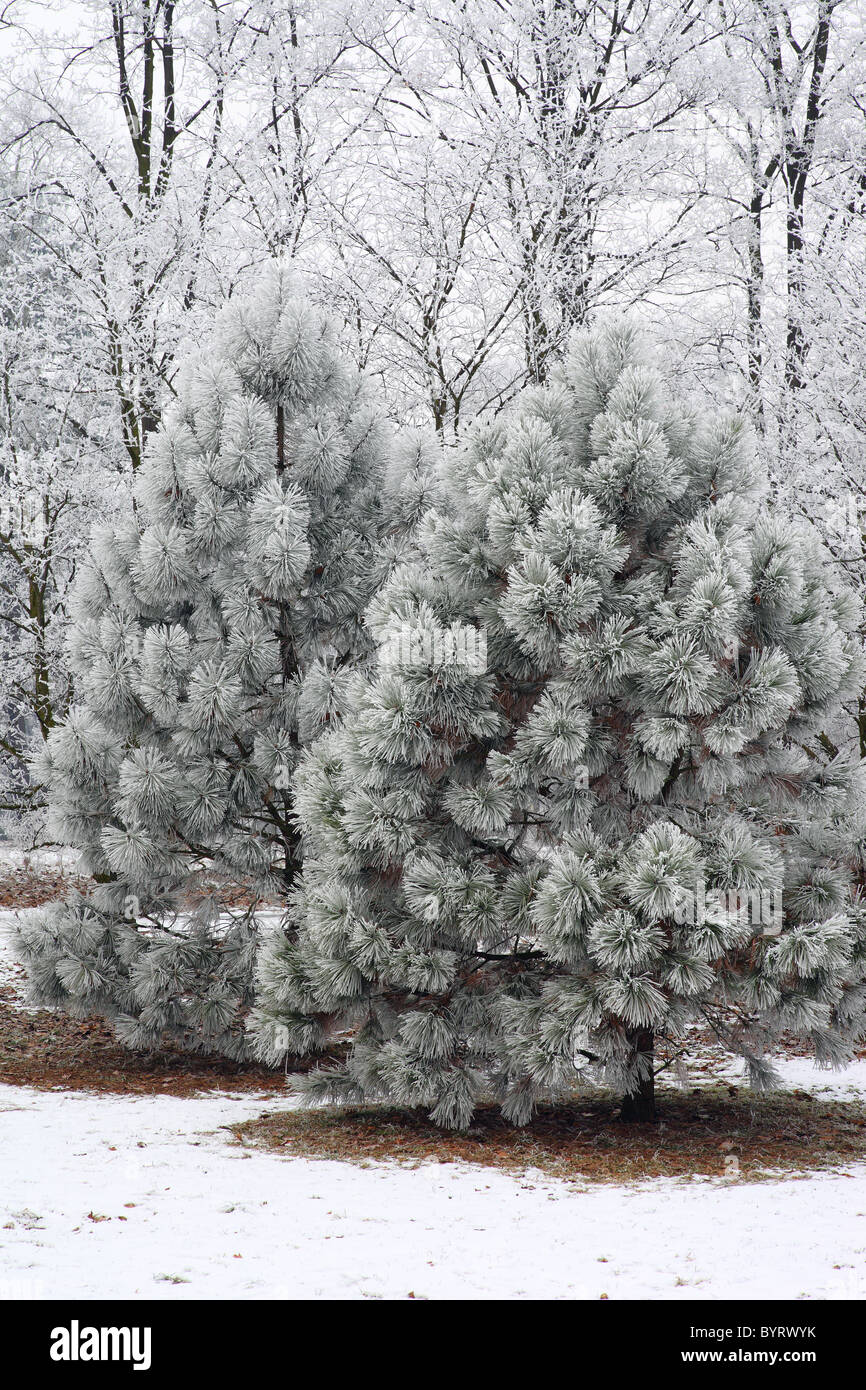 Hoar frost covered pine trees chilly frosty cool Stock Photo - Alamy