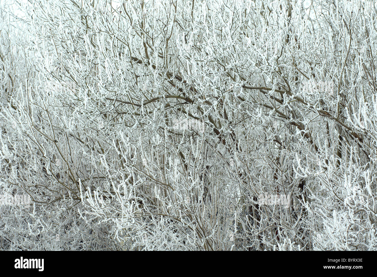 Hoar frost covered bush frosty chilly cool frozen cold Stock Photo - Alamy