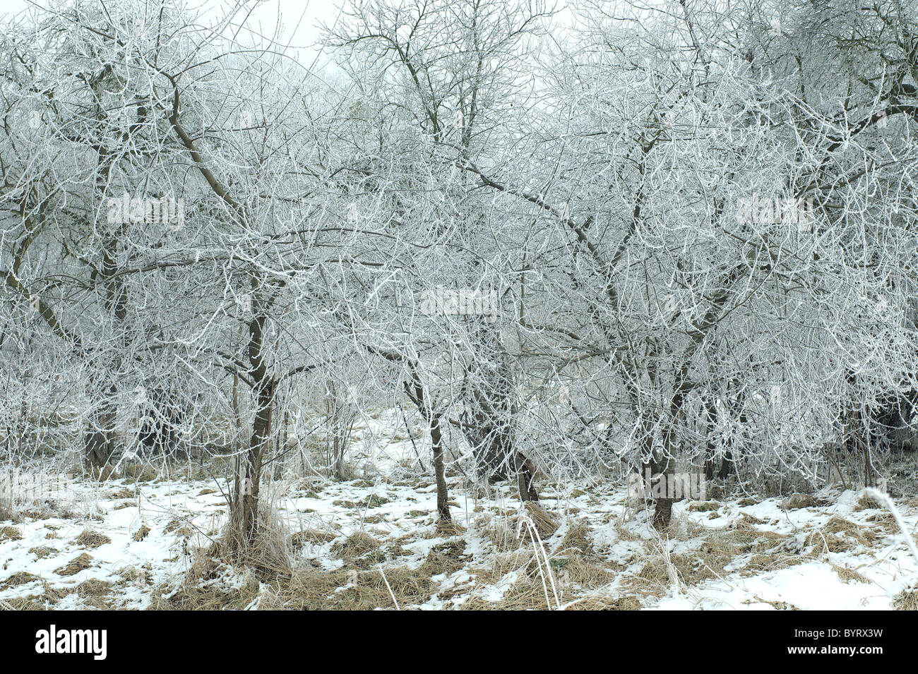 Hoar frost covered trees frosty chilly cool frozen cold Stock Photo - Alamy