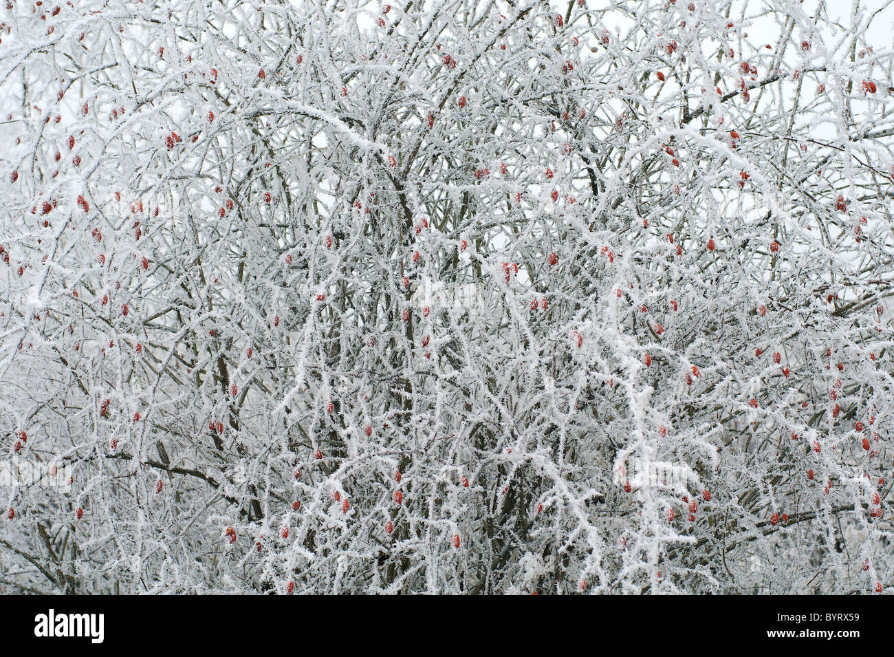 Hoar frost covered bush frosty chilly cool frozen cold Stock Photo - Alamy