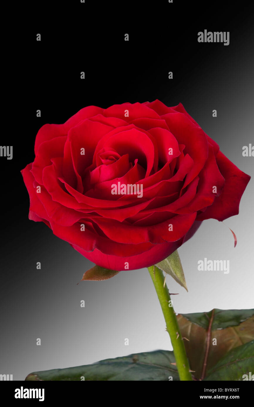 Romantic red Rose Stock Photo - Alamy