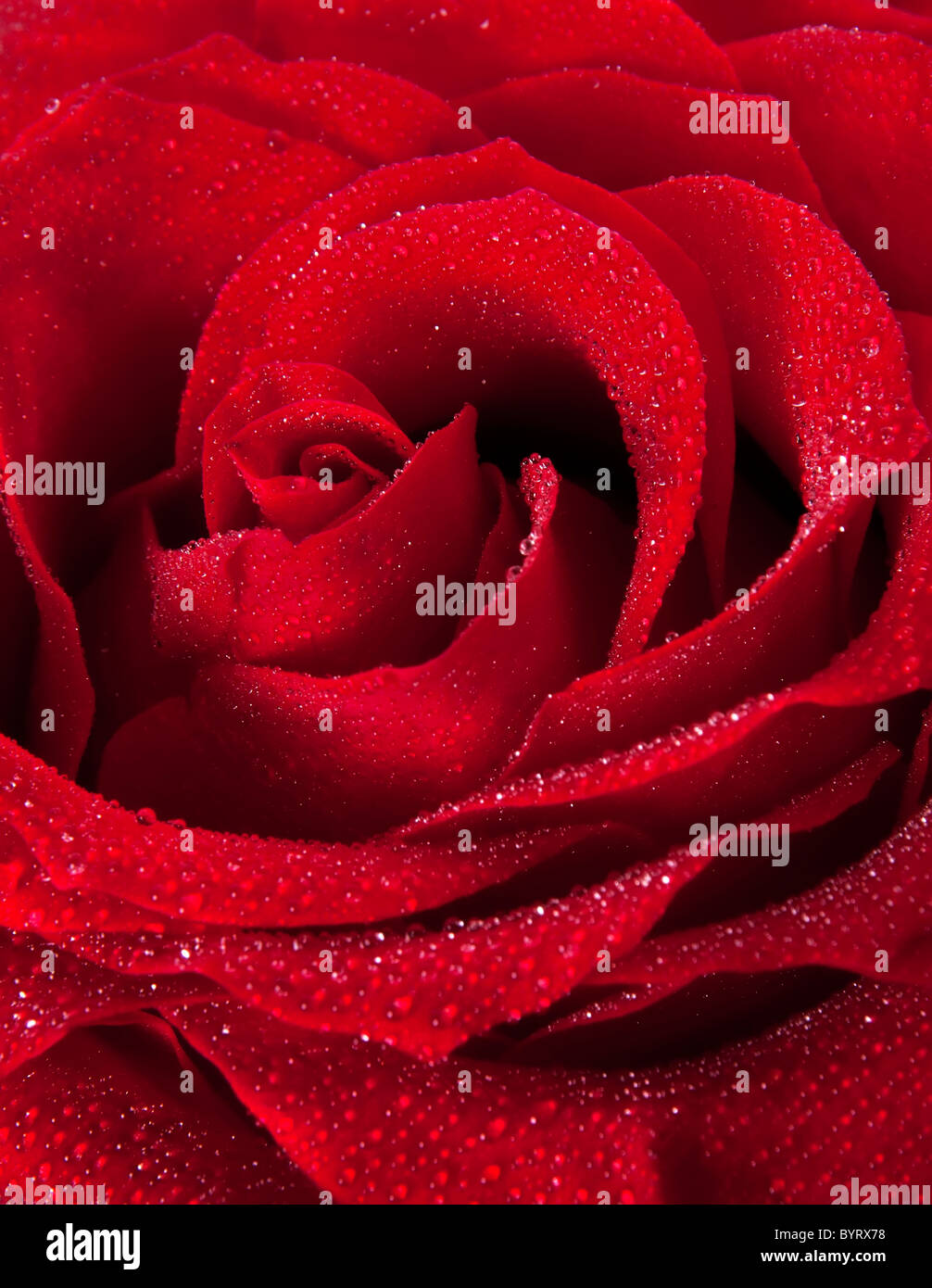 Closeup of a bright red Rose bud Stock Photo - Alamy
