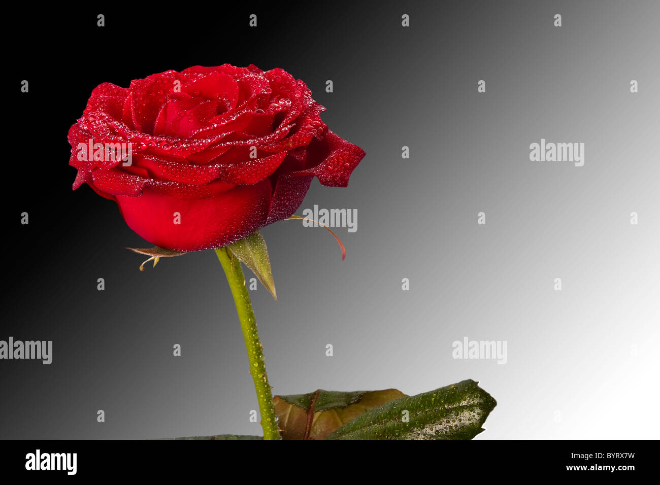 Romantic red Rose Stock Photo - Alamy