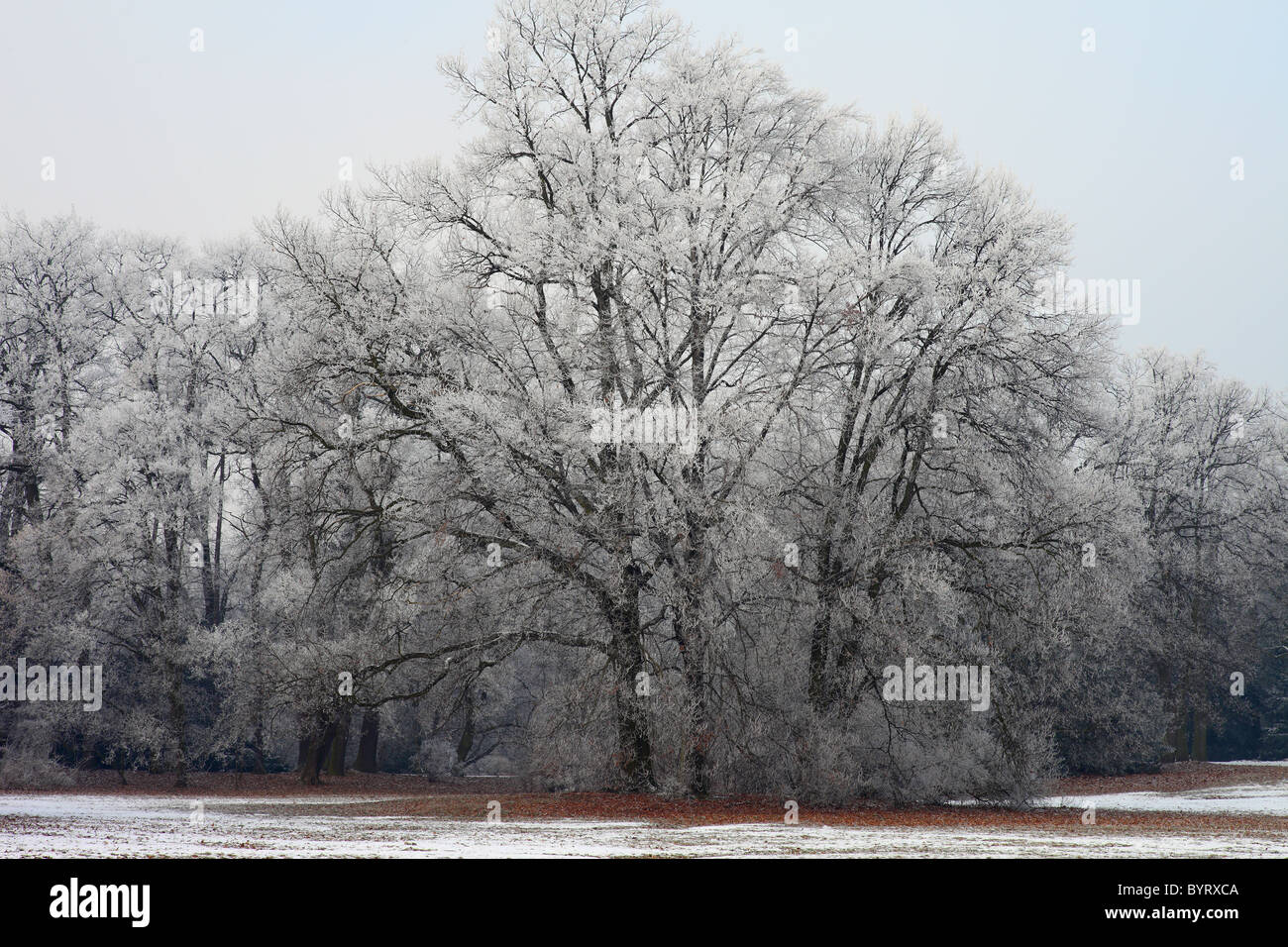 Hoar frost covered trees frosty chilly cool frozen cold Stock Photo - Alamy