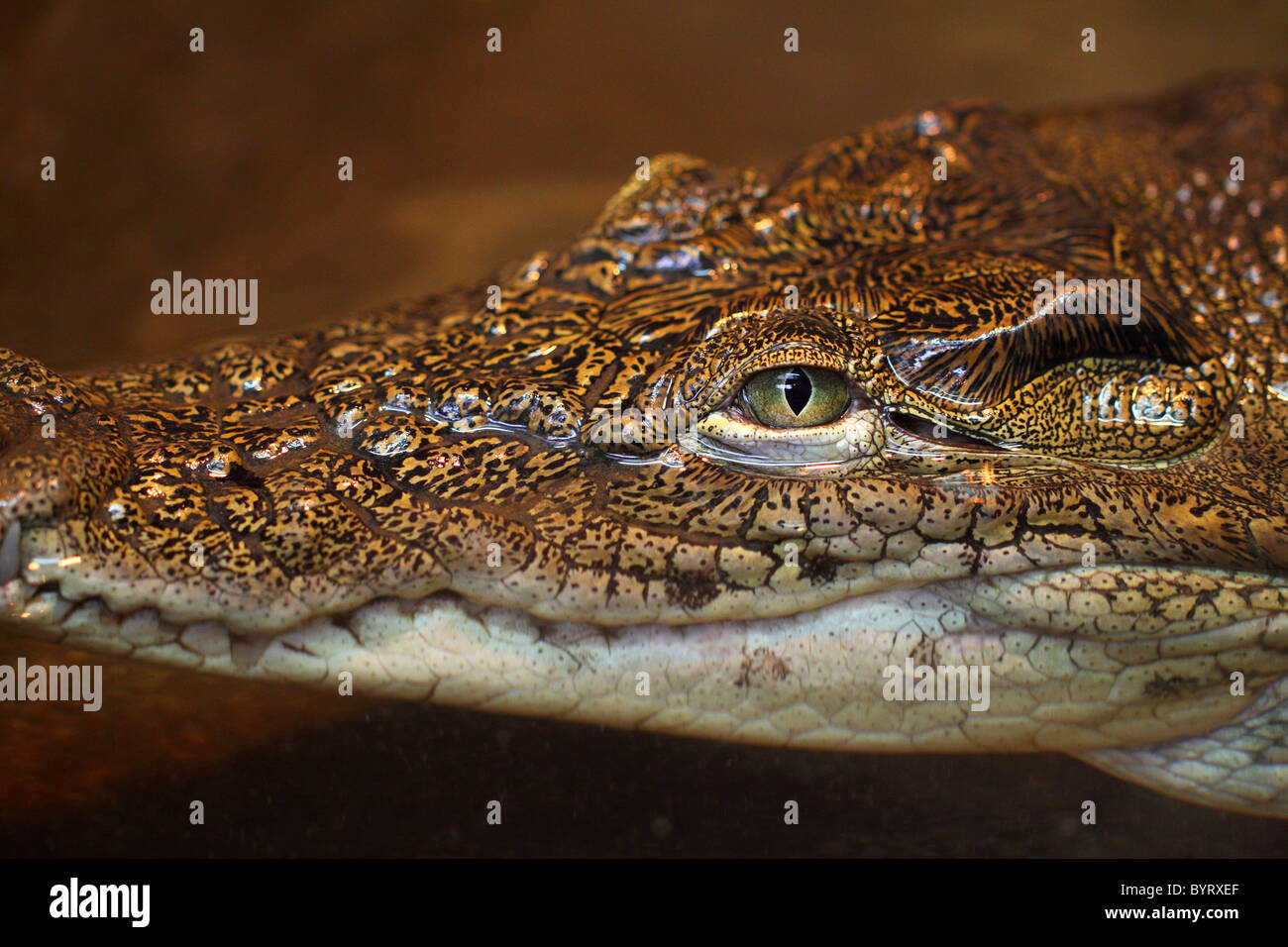 Crocodile dangerous reptile danger hazard Crocodylus niloticus Stock ...