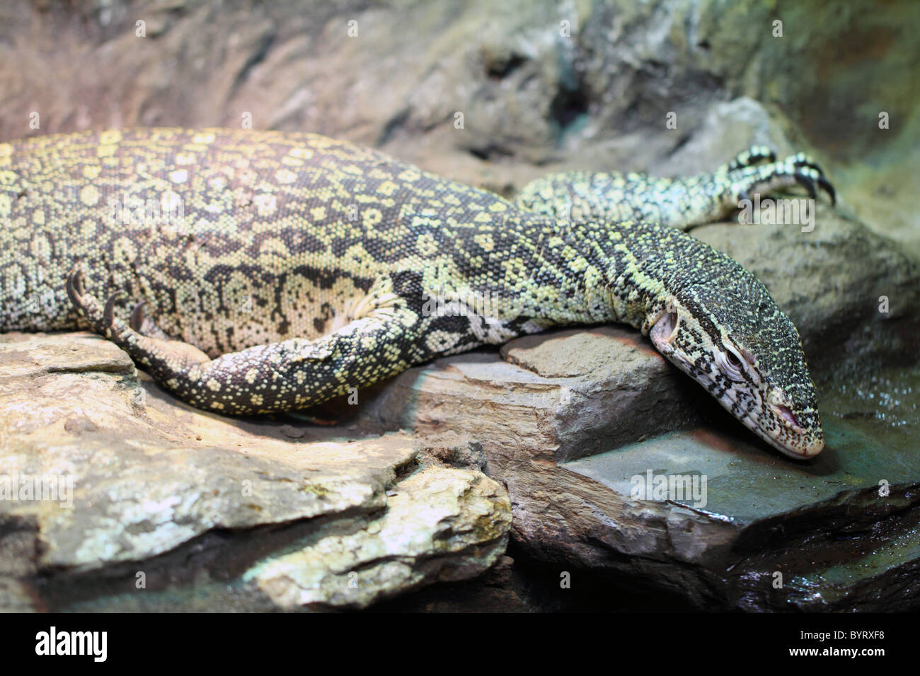 Adult Ornate Nile Monitor