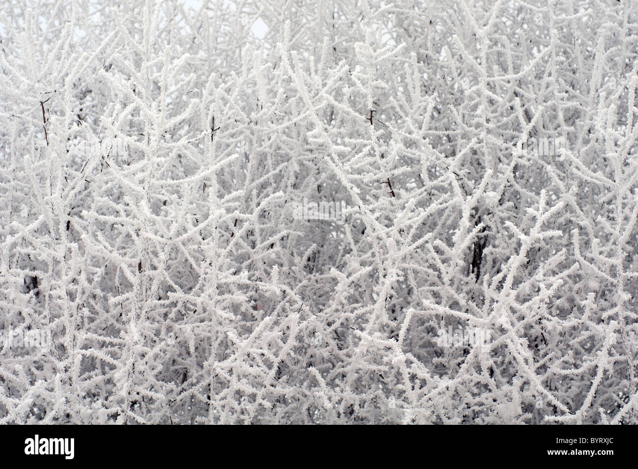 Hoar frost covered bush frosty chilly cool frozen cold Stock Photo - Alamy