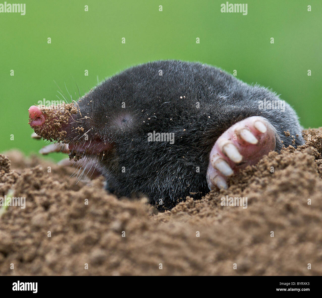 A mole. MOLE Common Mole (Talpa europaea) Common mammal but rarely seen ...