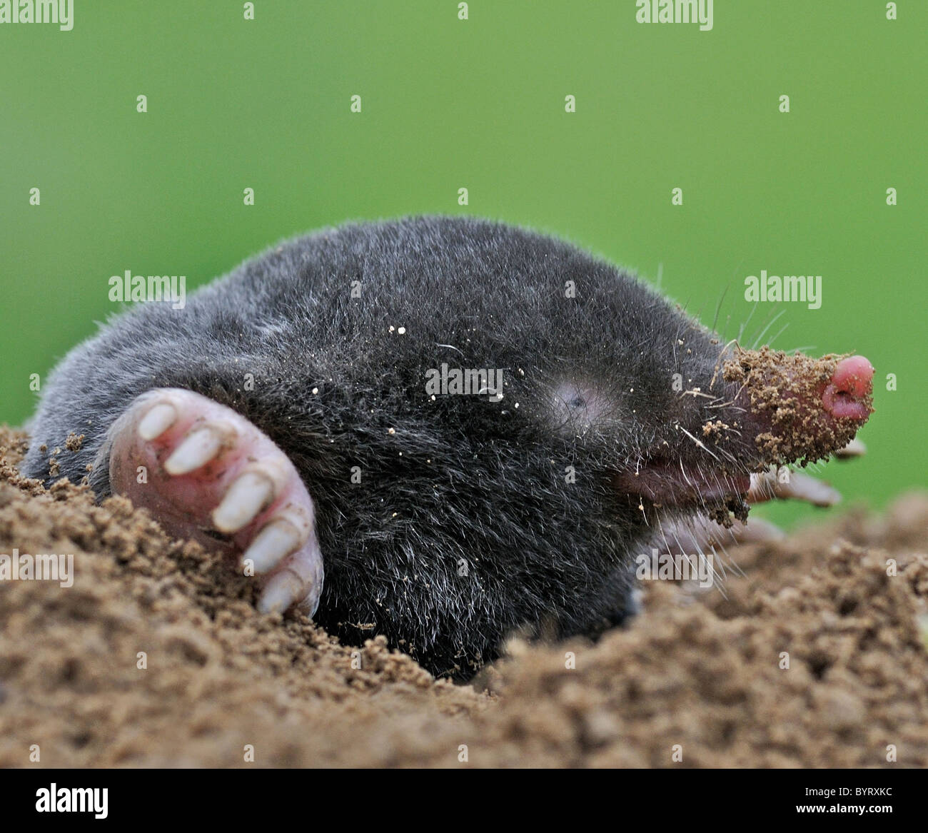 A mole. MOLE Common Mole (Talpa europaea) Common mammal but rarely seen ...