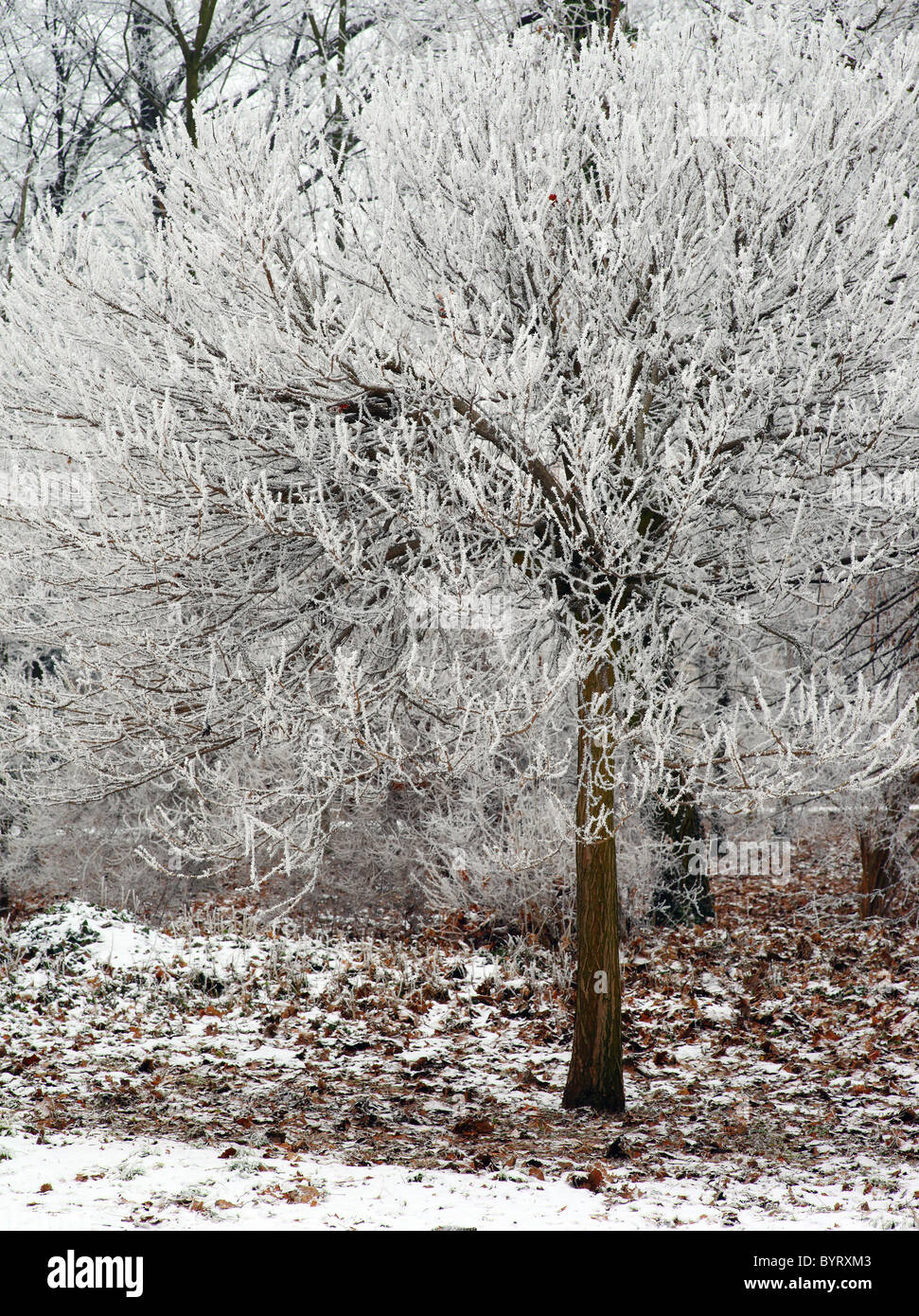 Hoar frost covered tree frosty chilly cool frozen cold Stock Photo - Alamy