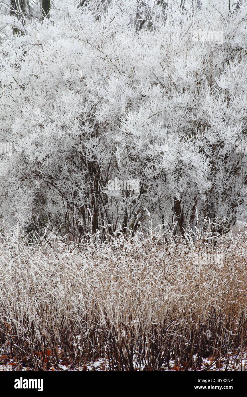 Hoar frost covered bush frosty chilly cool frozen cold Stock Photo - Alamy