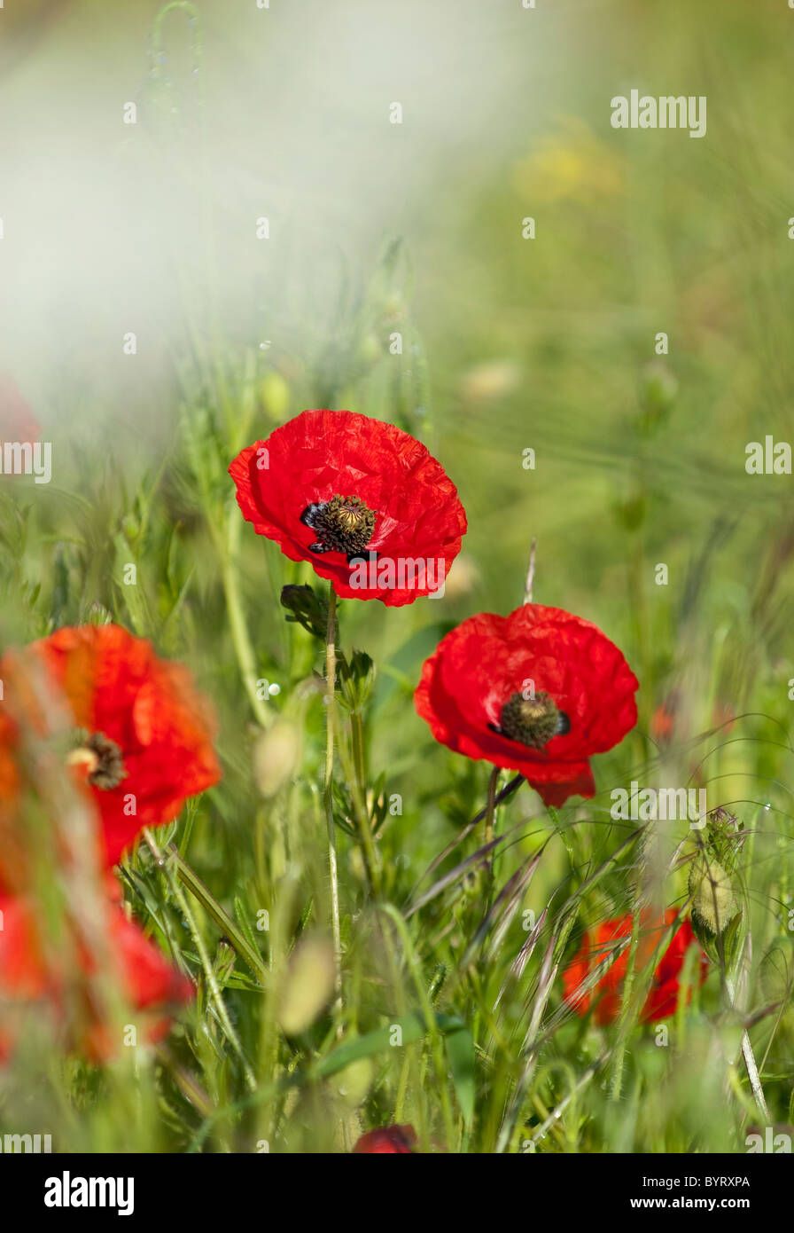 Common Red field poppies Stock Photo - Alamy