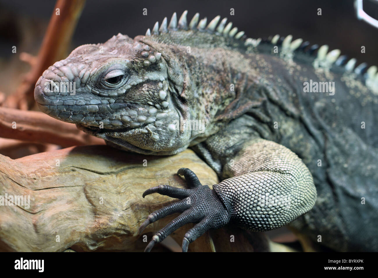 Cuban Iguana Cyclura Nubila High Resolution Stock Photography and ...