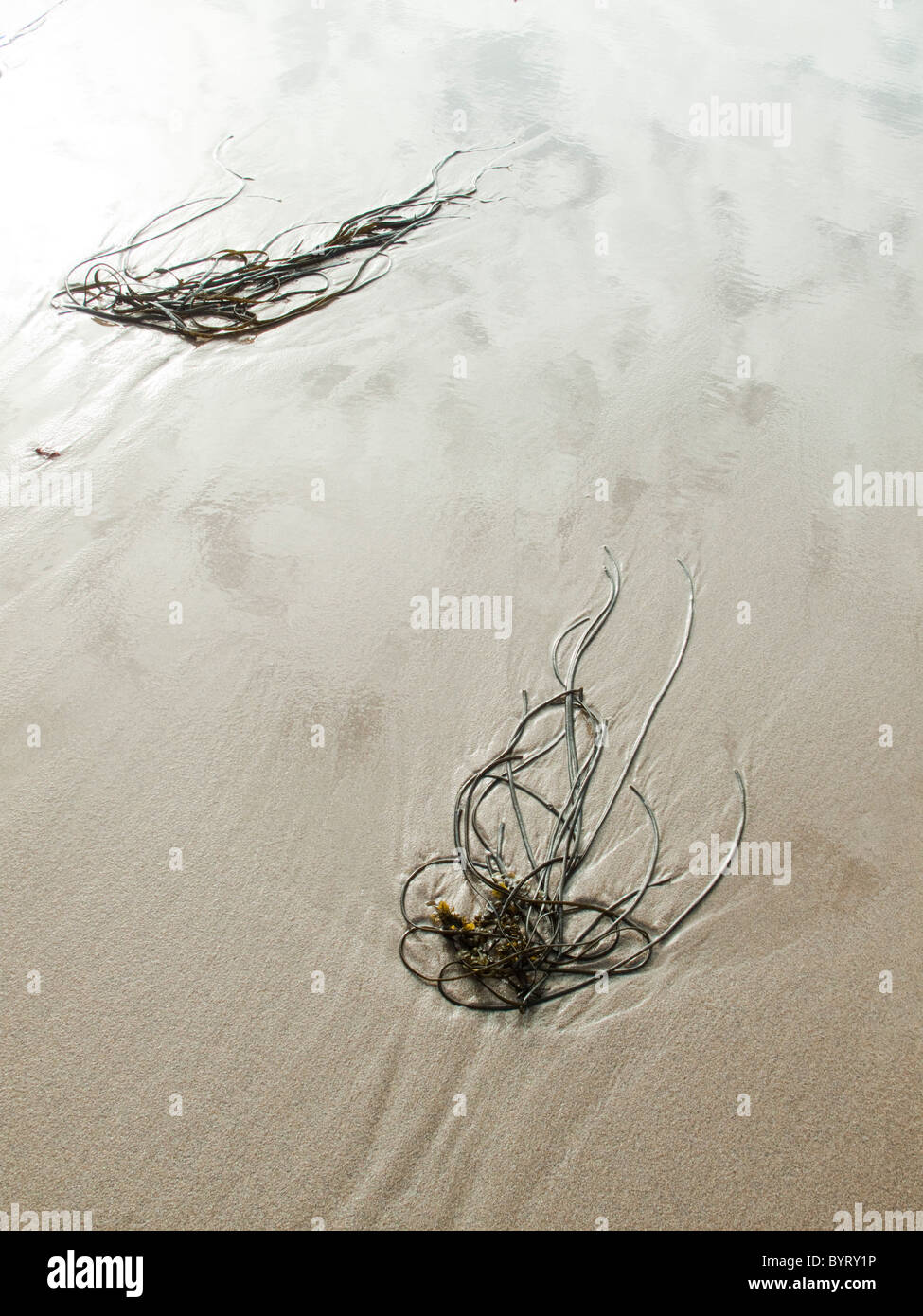 Seaweed washed up on beach Stock Photo - Alamy
