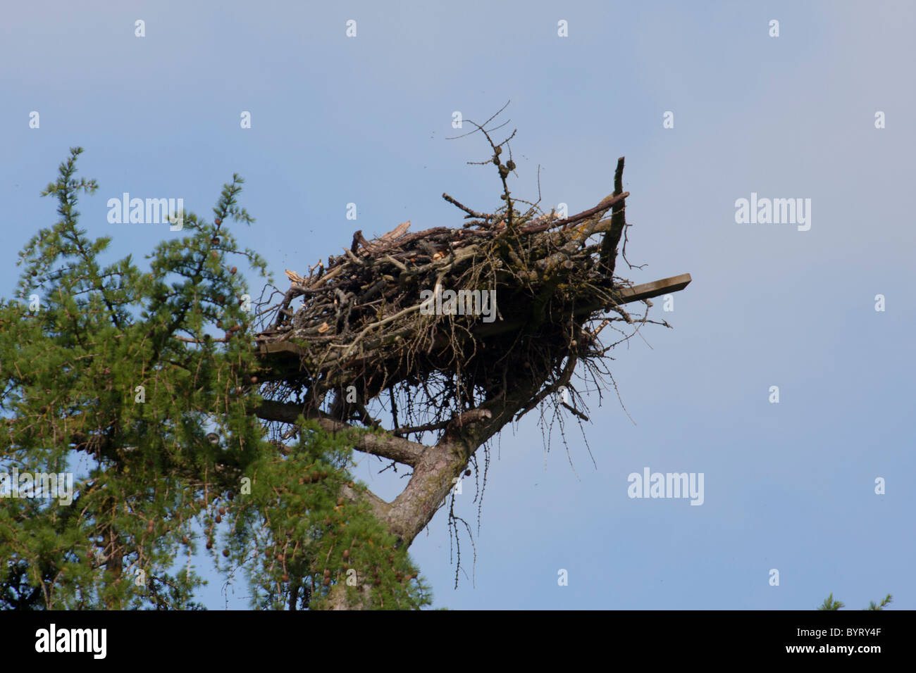 Osprey nest hi-res stock photography and images - Alamy