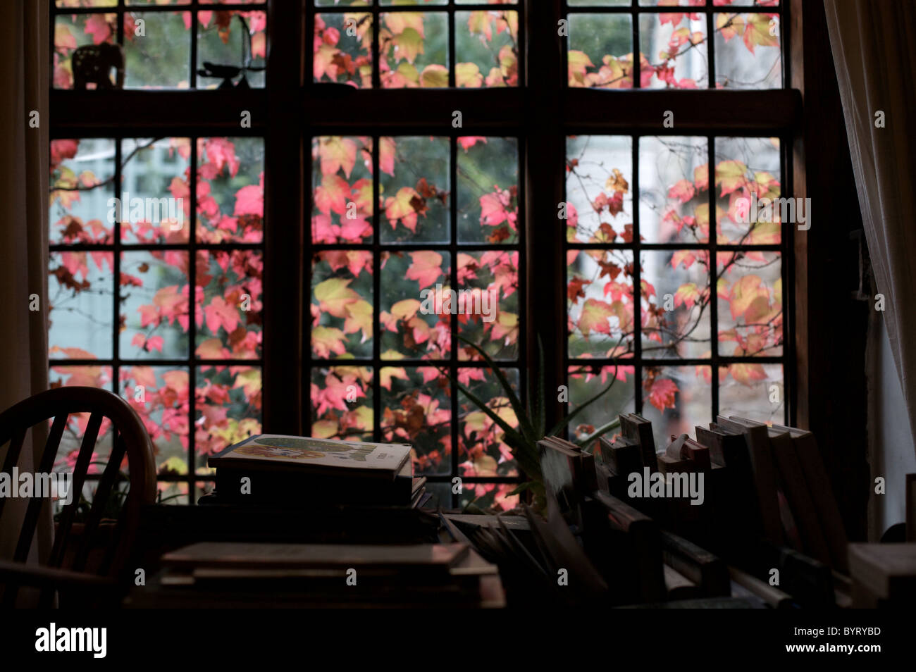 Autumn leaves through silhouetted window Stock Photo - Alamy