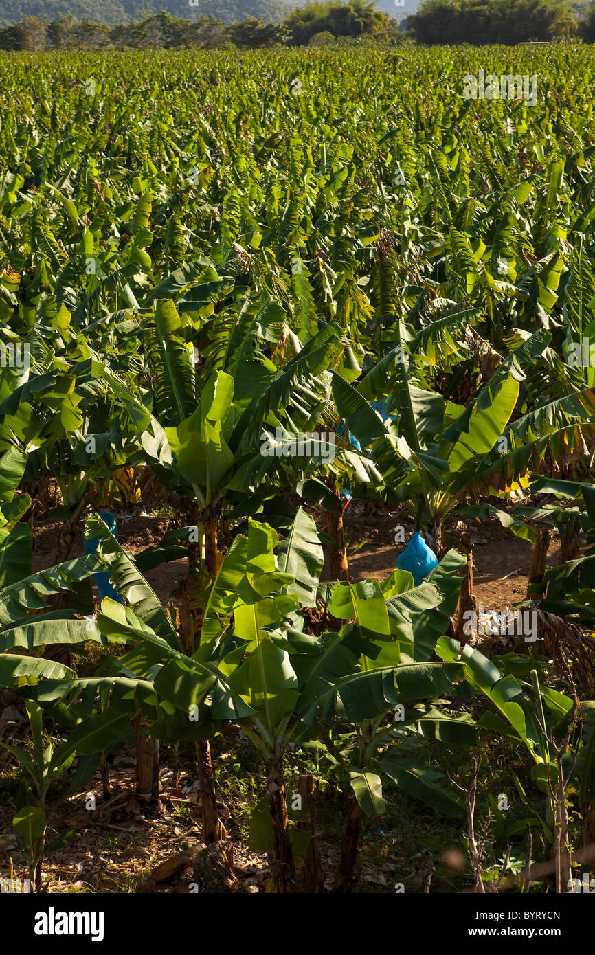 Banana plantation in Puerto Rico Stock Photo - Alamy