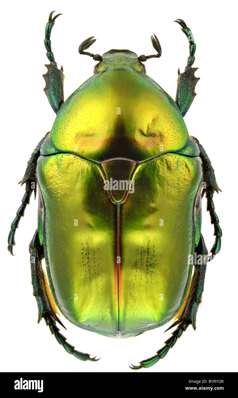 Protaetia High Resolution Stock Photography and Images - Alamy