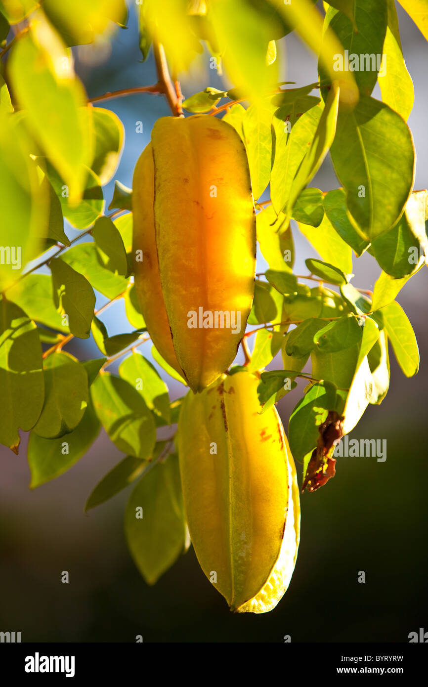 Starfruit hi-res stock photography and images - Alamy