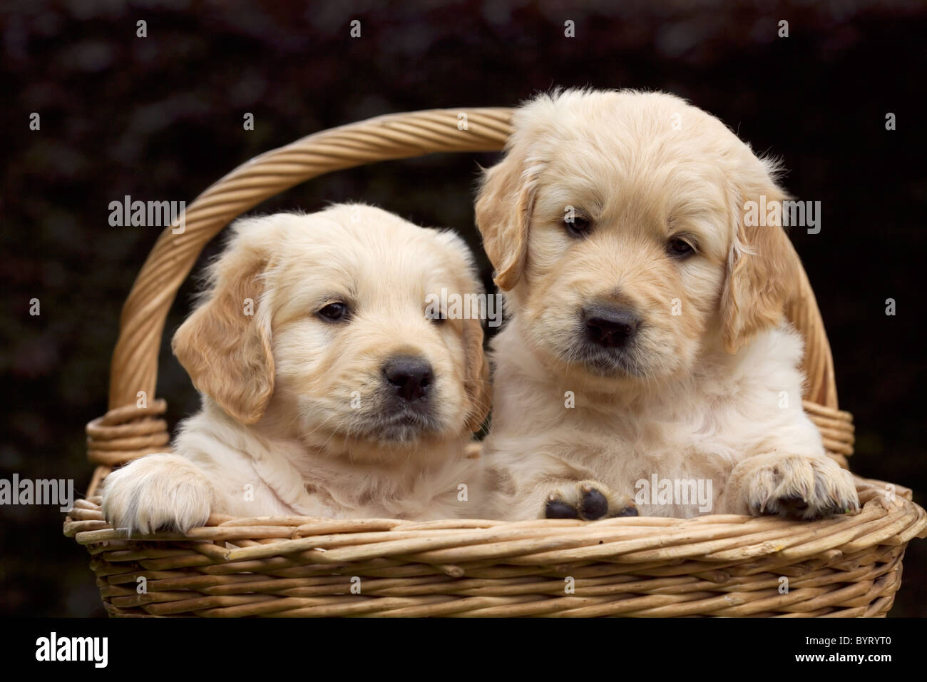 Golden retriever in wicker basket hi-res stock photography and images ...