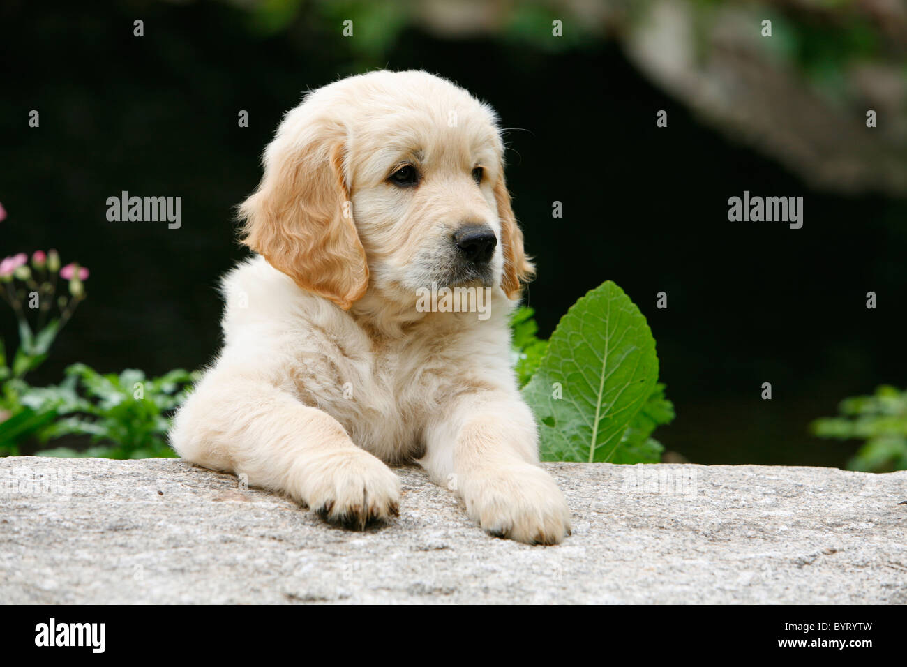 Golden retriever portraits hi-res stock photography and images - Alamy