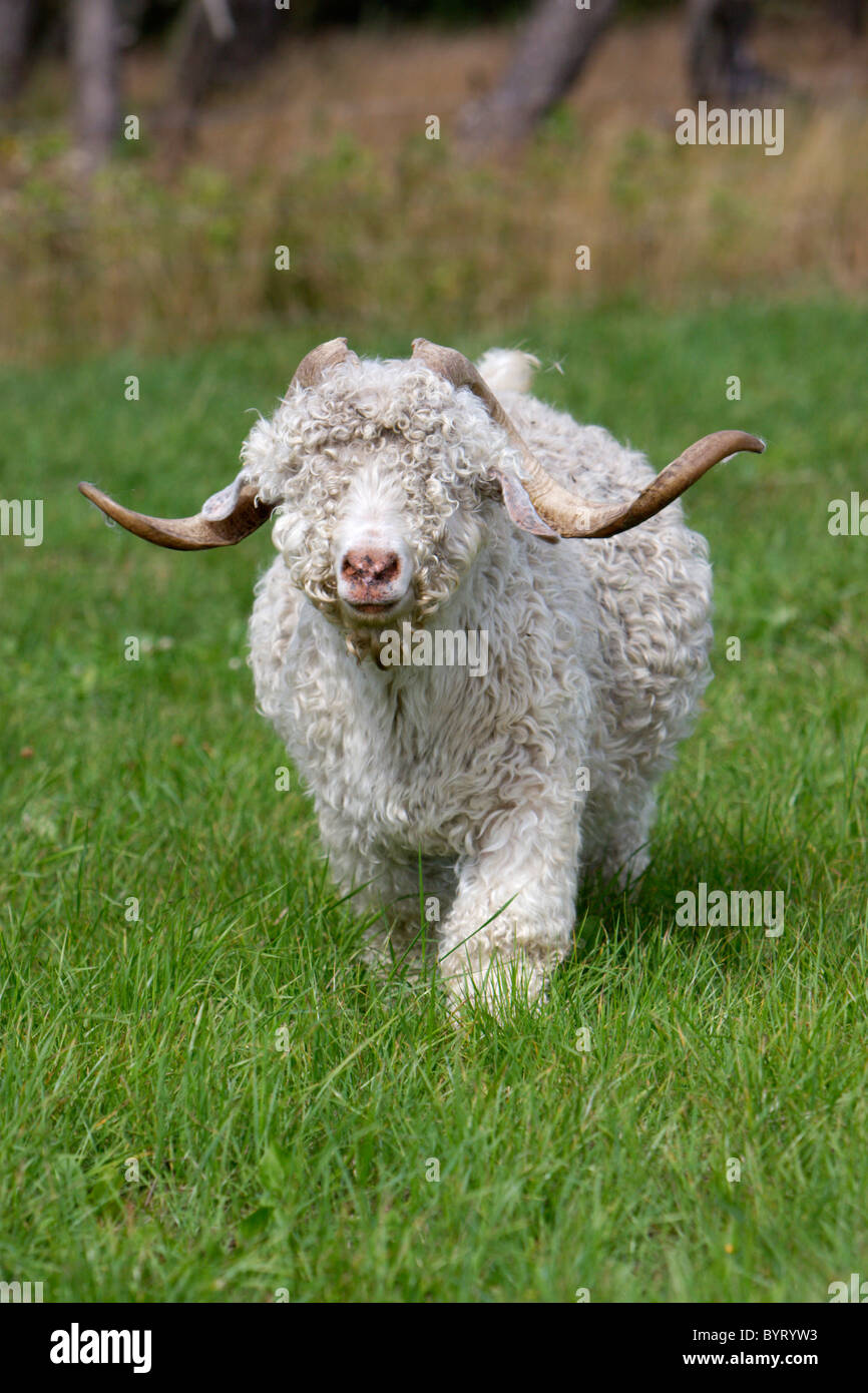 Mohair goat - Angora goat Stock Photo - Alamy