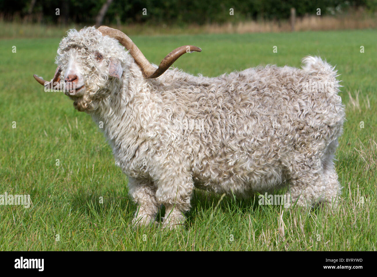 Mohair goat - Angora goat Stock Photo - Alamy