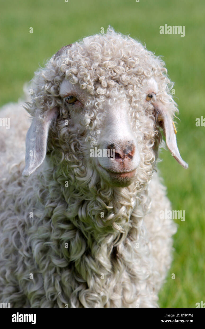 Mohair goat - Angora goat Stock Photo - Alamy