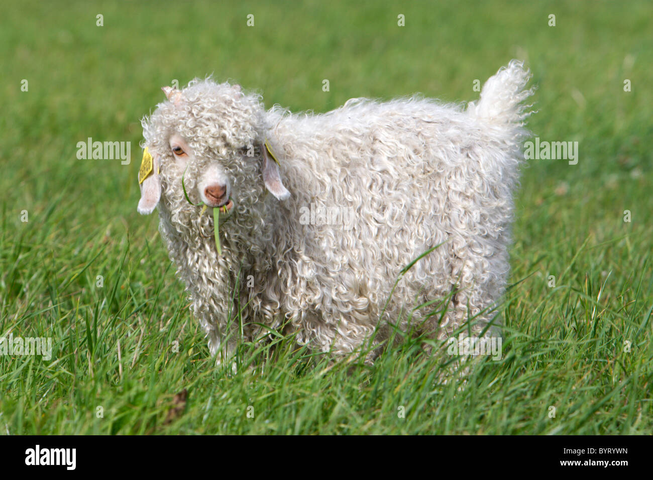 Mohair goat angora goat hi-res stock photography and images - Alamy