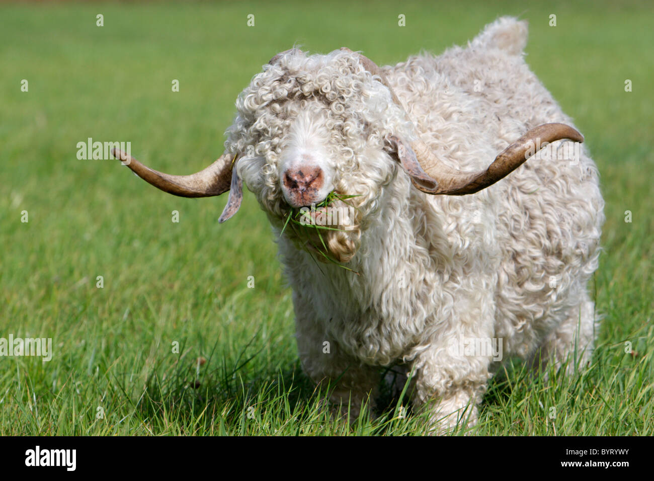 Mohair goat - Angora goat Stock Photo - Alamy