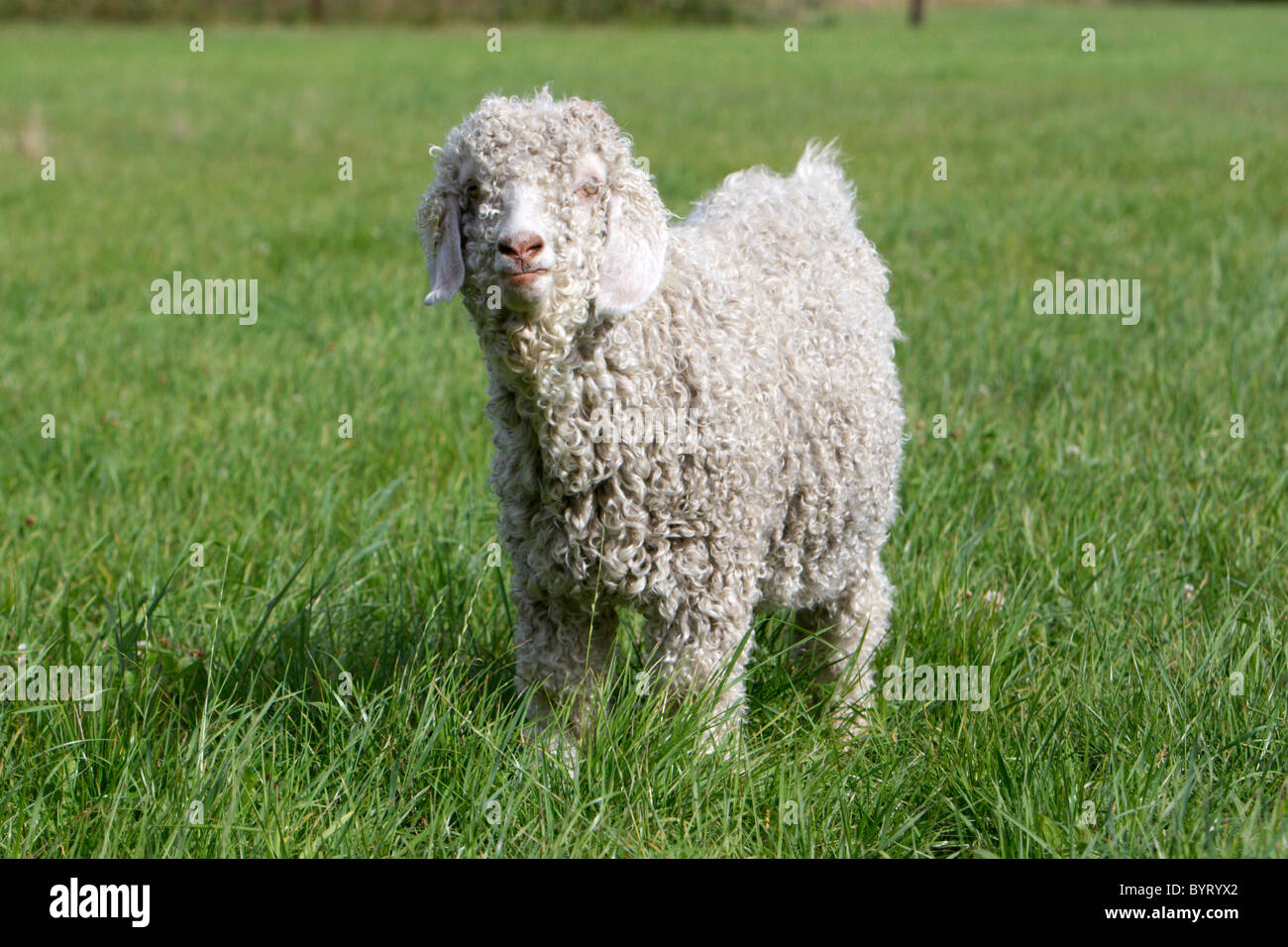 Mohair goat - Angora goat Stock Photo - Alamy