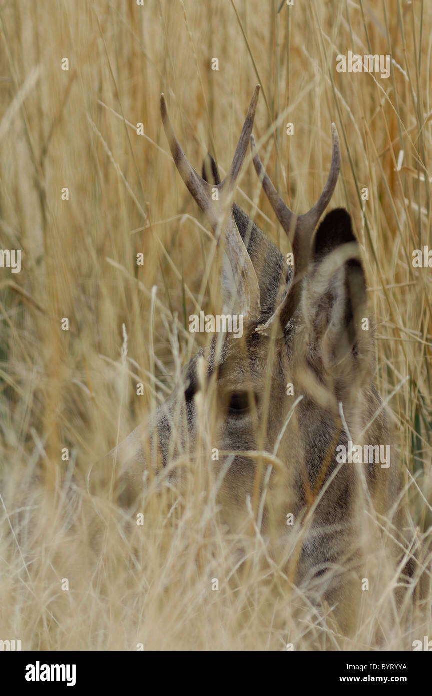 Young mule deer in tall grass, deer Stock Photo - Alamy