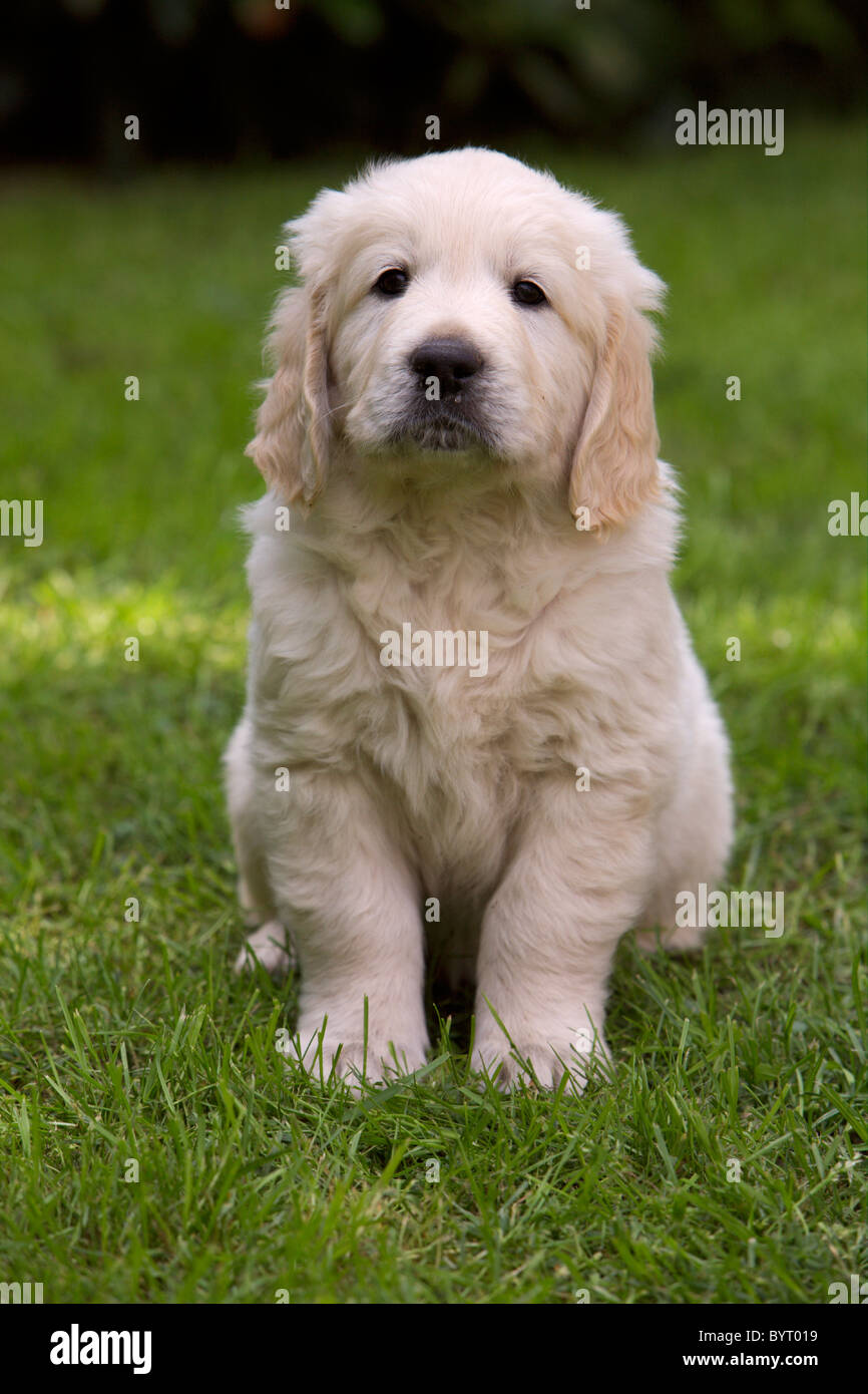 Golden Retriever puppy Stock Photo - Alamy