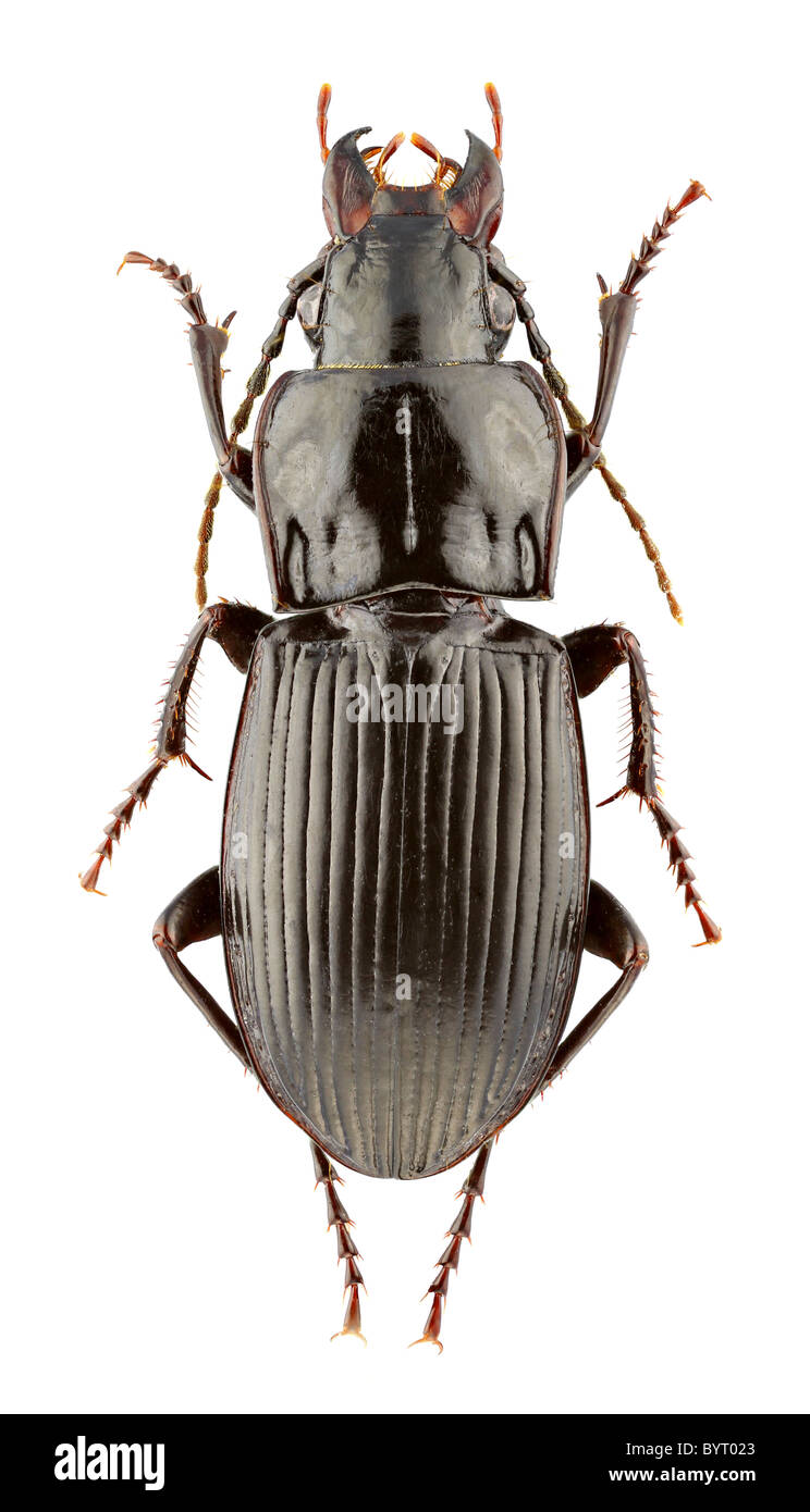 Abax parallelus isolated on a white background Stock Photo - Alamy