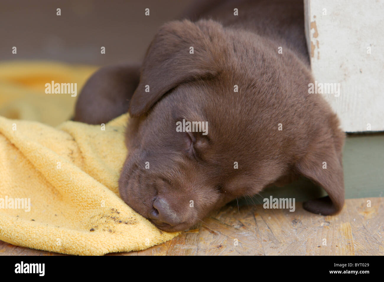 Brown Labrador Retriever puppy, tired of playing Stock Photo - Alamy