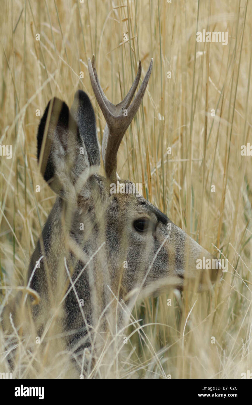 Young mule deer in tall grass, deer Stock Photo - Alamy