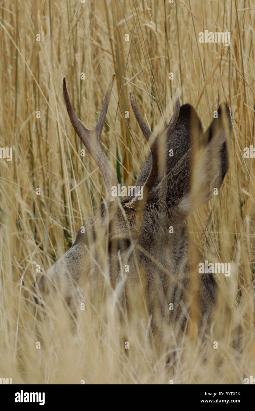 Young mule deer in tall grass, deer Stock Photo - Alamy