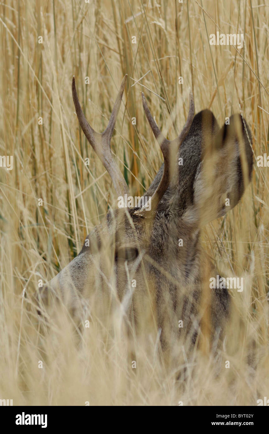 Young mule deer in tall grass, deer Stock Photo - Alamy