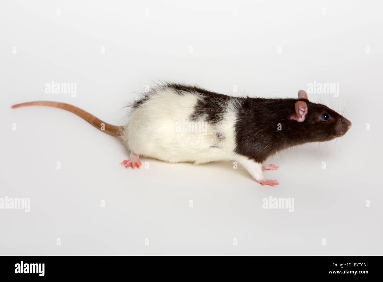 Rat rats cutout hi-res stock photography and images - Alamy