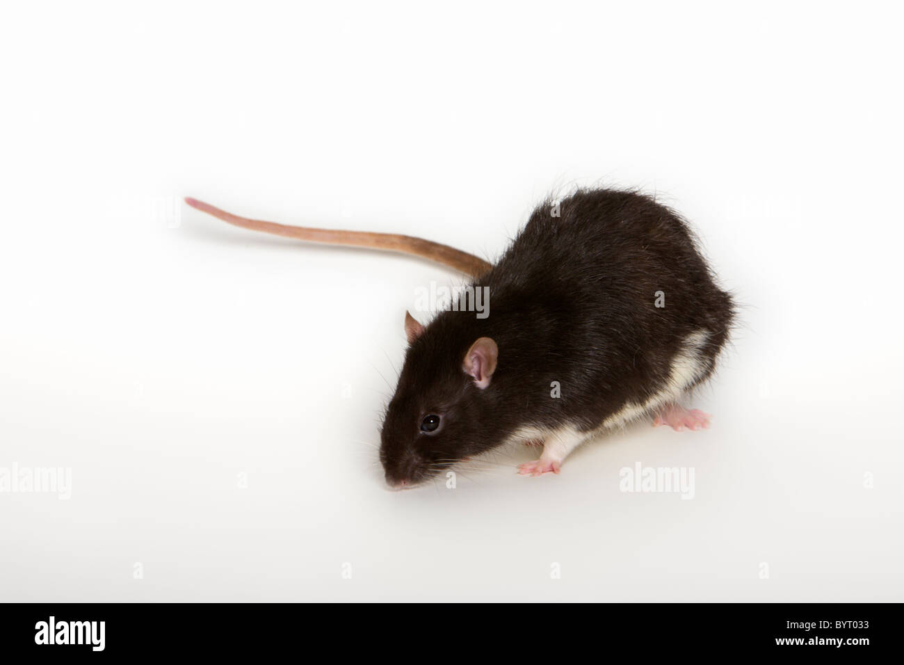 Rat rats cutout hi-res stock photography and images - Alamy