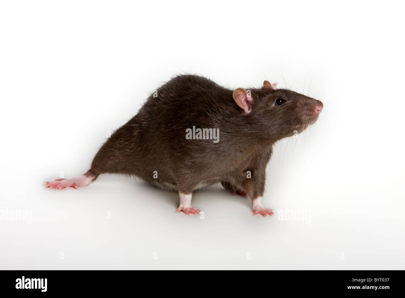Rat rats cutout hi-res stock photography and images - Alamy