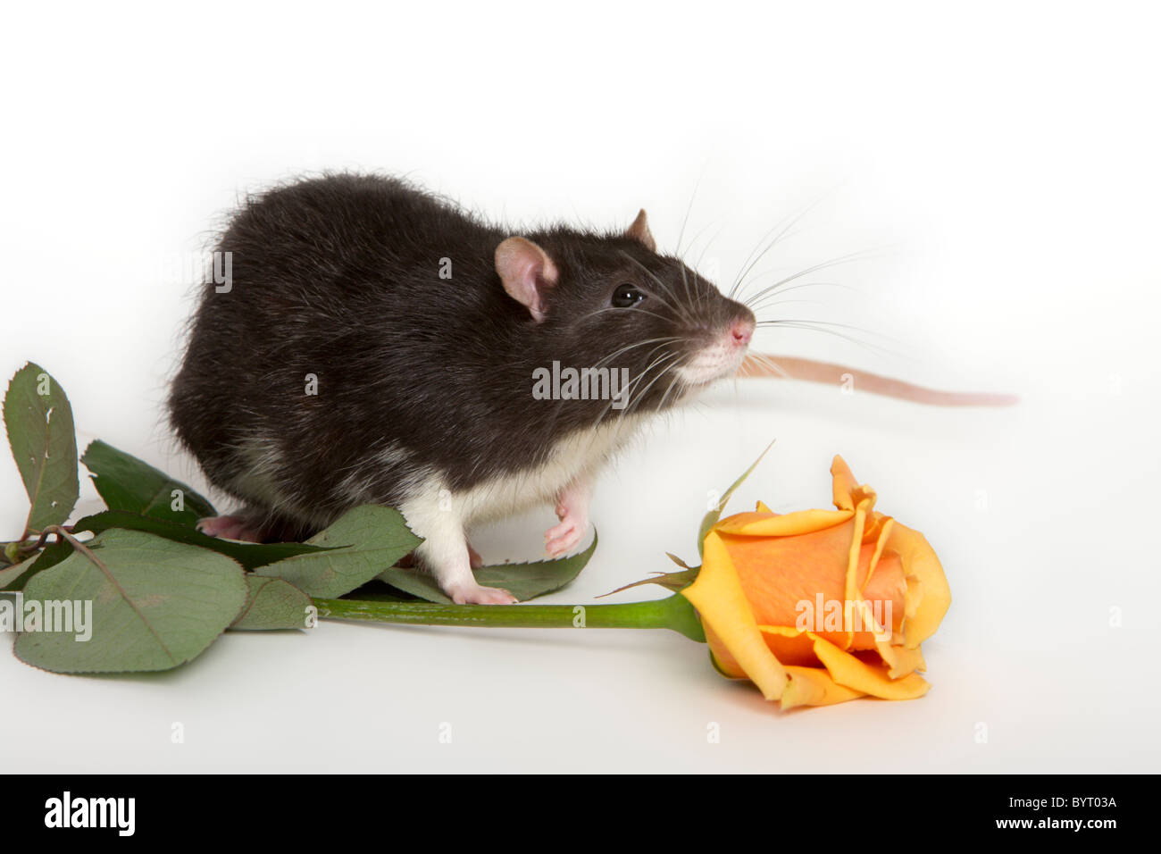 Rat rats cutout hi-res stock photography and images - Alamy