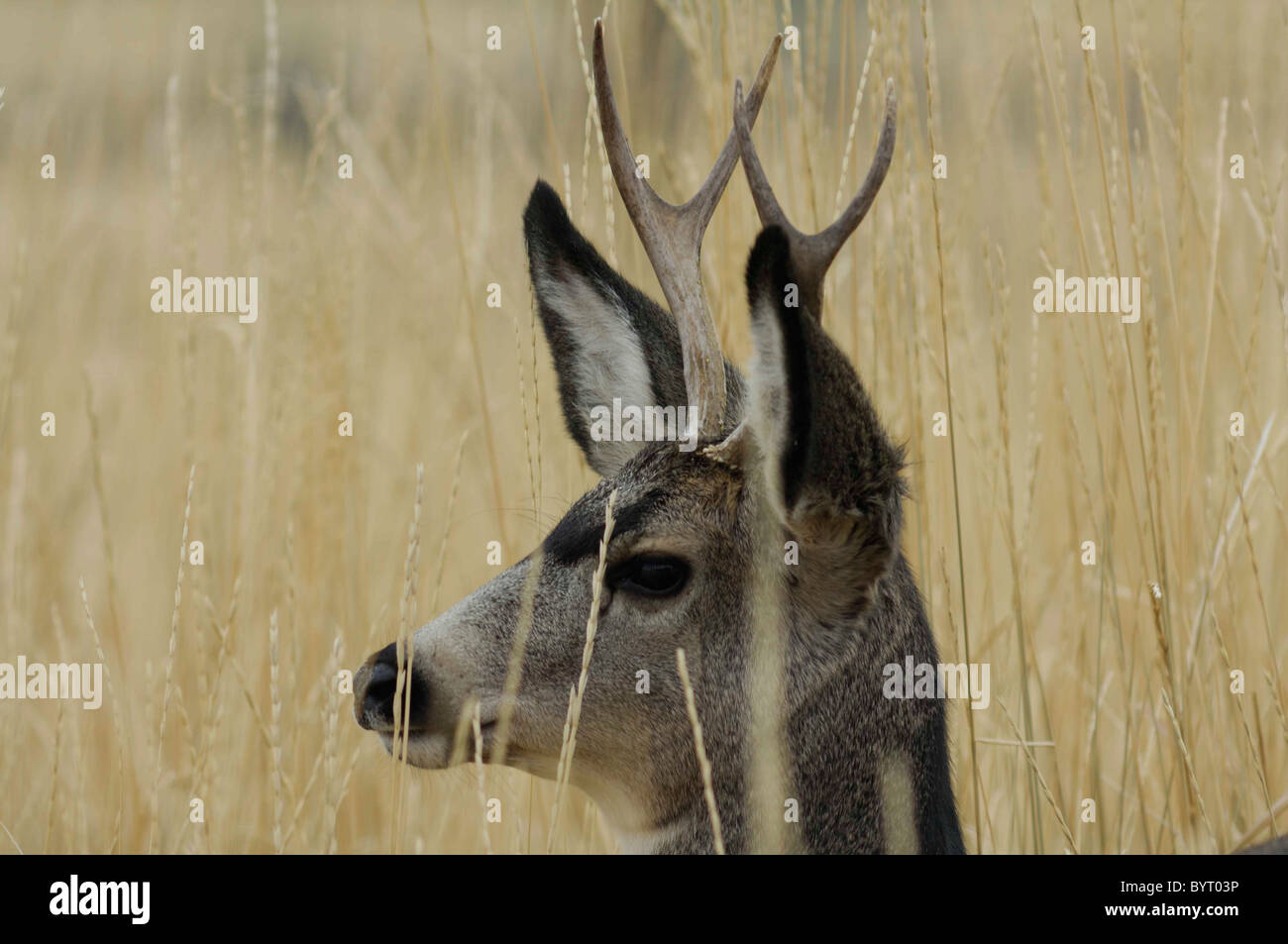 Young mule deer in tall grass, deer Stock Photo - Alamy