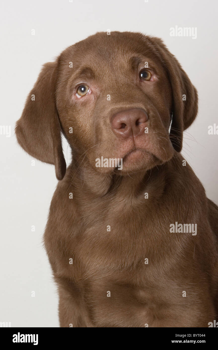 Brown Labrador Retriever puppy Stock Photo - Alamy