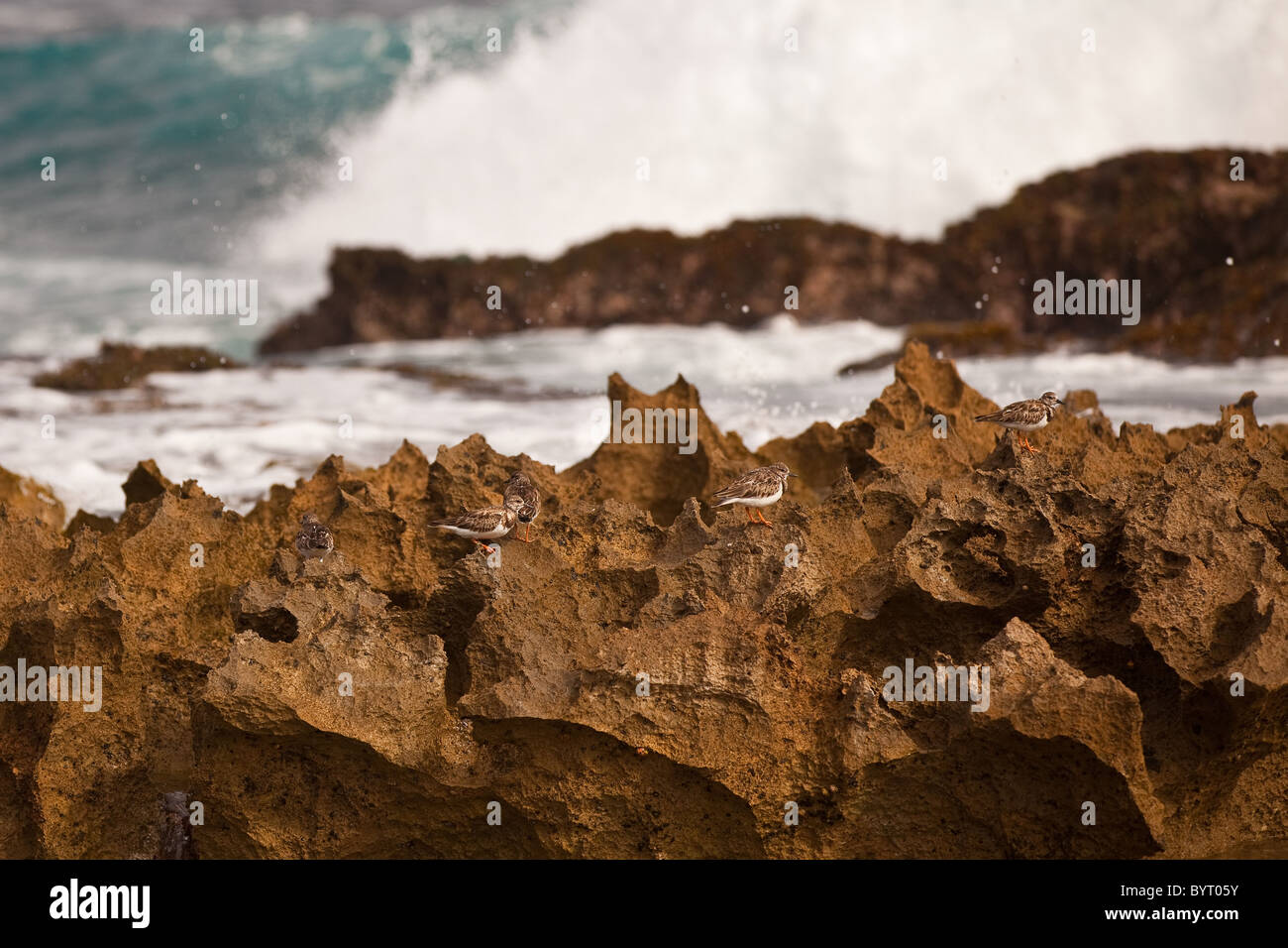 Jobos puerto rico hi-res stock photography and images - Alamy