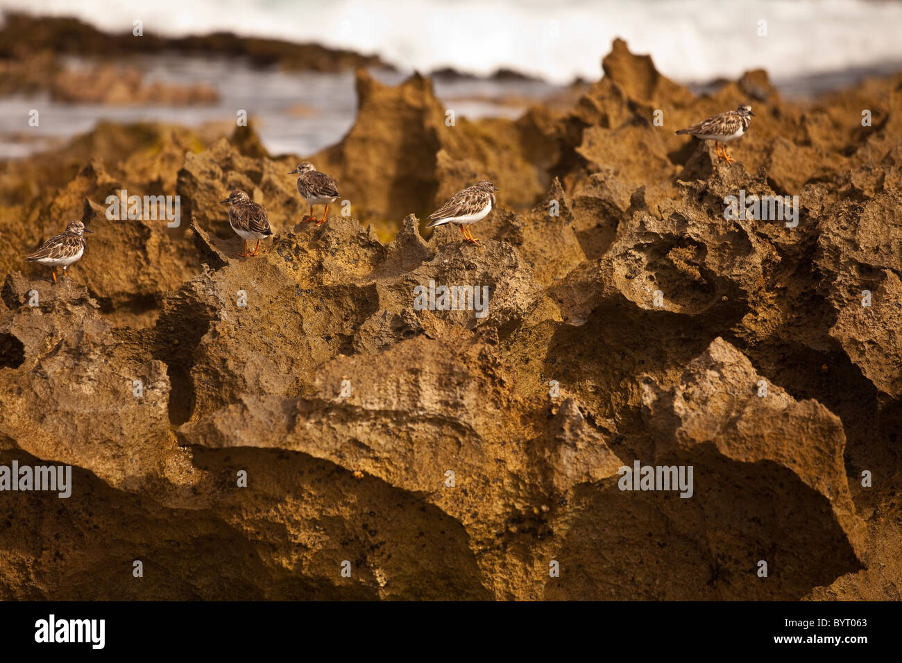 Puerto rico isabela beach hi-res stock photography and images - Alamy