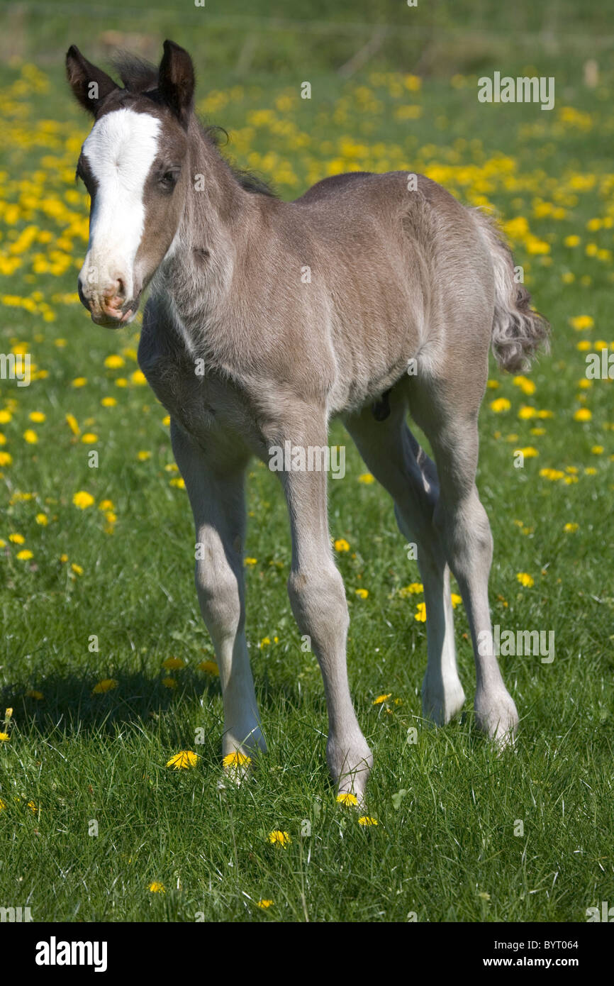 Welsh cob horses hi-res stock photography and images - Alamy